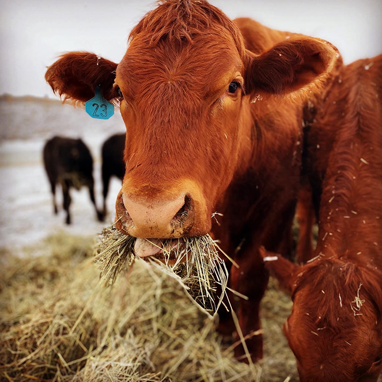 Blog – Ciardullo Ranch