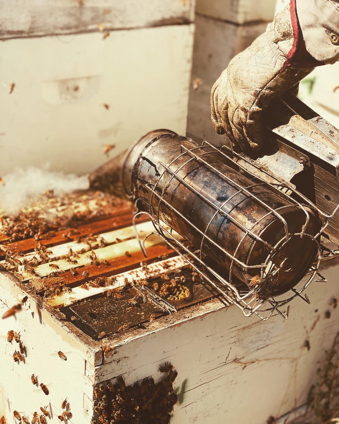 Collections – Ciardullo Ranch