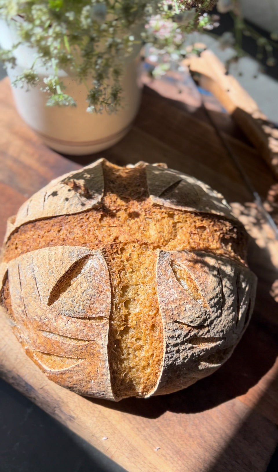 Organic Gluten Free Dehydrated Sourdough Starter – Ciardullo Ranch